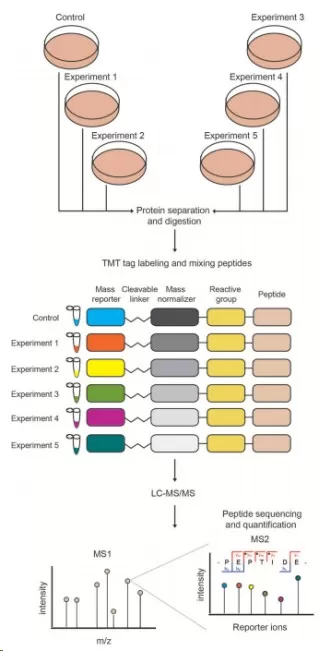 TMT Quantitative Proteomics: A Comprehensive Guide to Labeled Protein ...